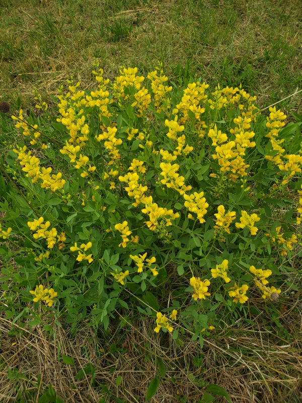 Yellow Wild Indigo, Yellow False Indigo, Baptisia - Drought Resistant ...