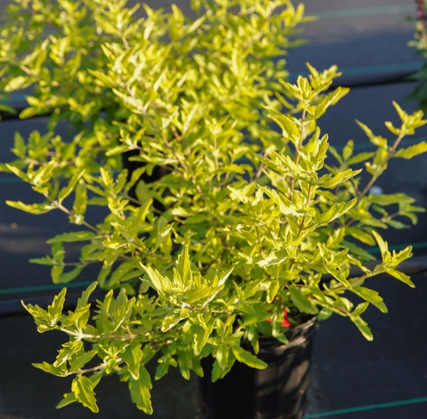 Gold Crest Bluebeard, Spiraea, Caryopteris - Purple Flowers or Flower ...