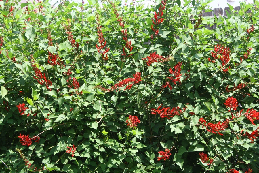 Bidwill's Coral Tree, Fireman's Cap - Hummingbird Plants - Almost Eden