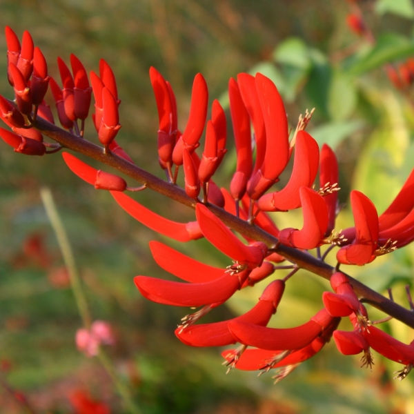 Bidwill's Coral Tree, Fireman's Cap - Hummingbird Plants - Almost Eden