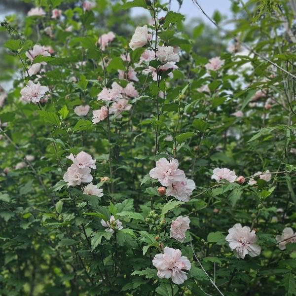 Jimmy's Double Pink Althea, Blushing Bride Rose of Sharon - Butterfly ...