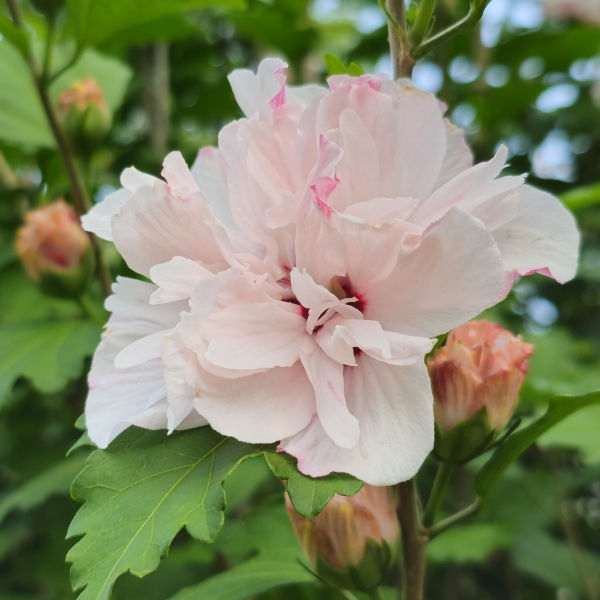 Jimmy's Double Pink Althea, Blushing Bride Rose of Sharon - Butterfly ...