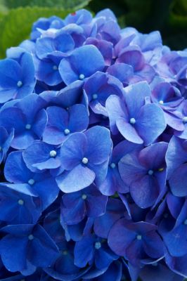 Hydrangeas - Almost Eden