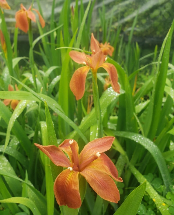 Copper Iris - Groundcovers - Almost Eden