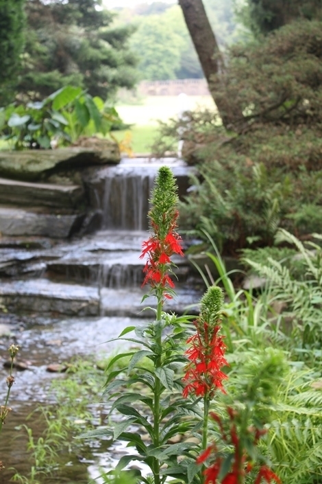 Cardinal Flower, Red Cardinal Flower - Hummingbird Plants - Almost Eden