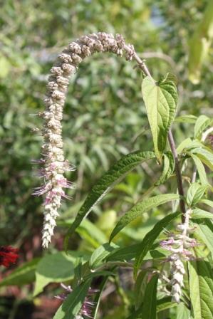 Weeping Buddleja, Weeping Rostrinucula - Shrubs & Trees - All - Almost Eden