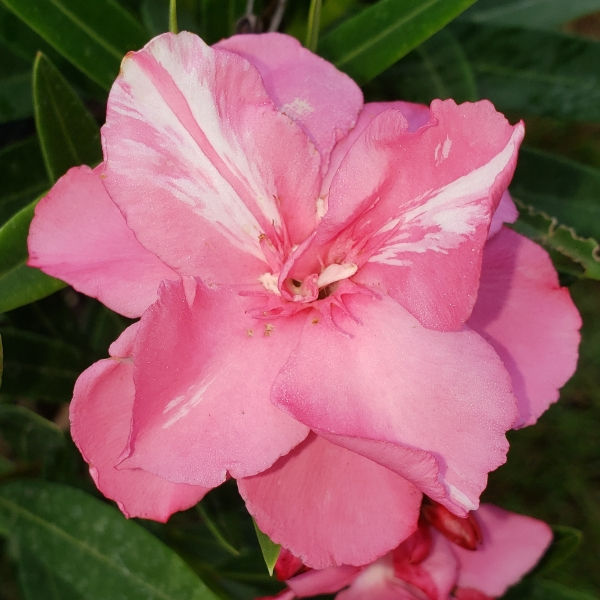 Splendens Double Pink Oleander, Mrs. Isadore Dyer Oleander - Shrubs ...