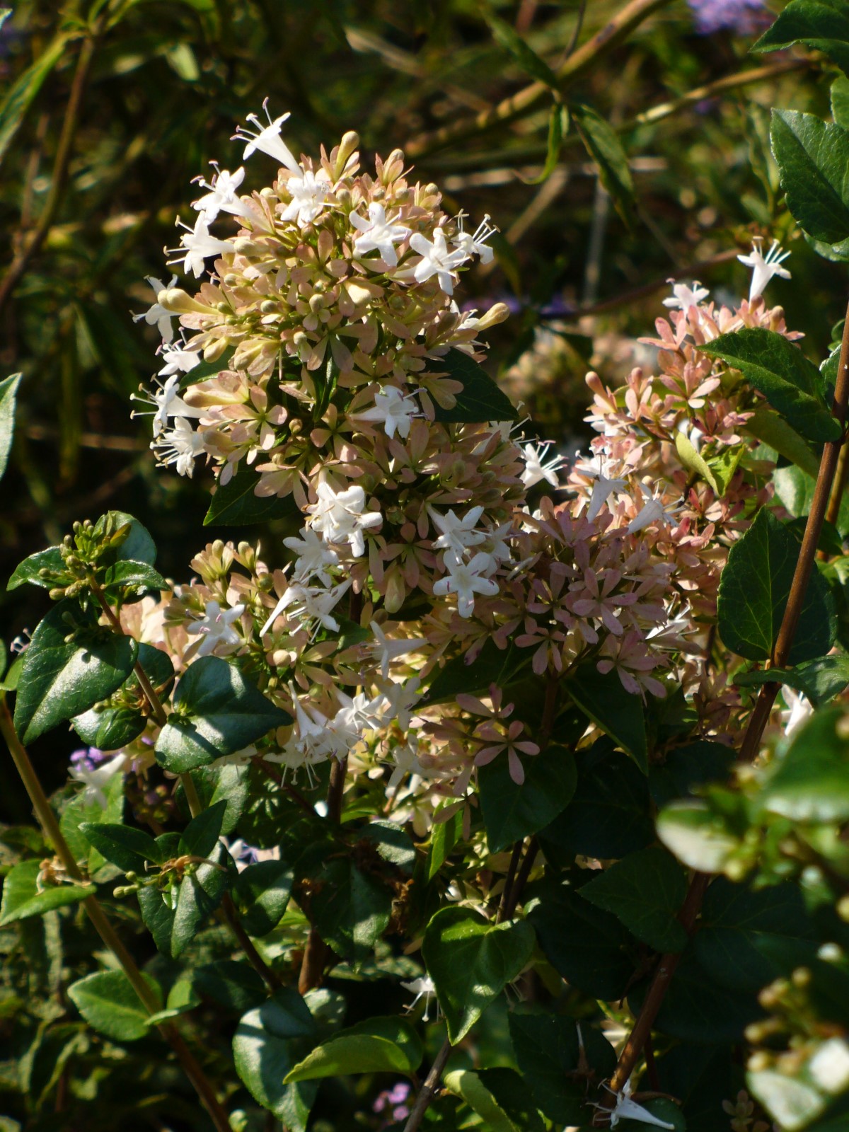 White Chinese Abelia - Moon Moth Garden Plants - Almost Eden