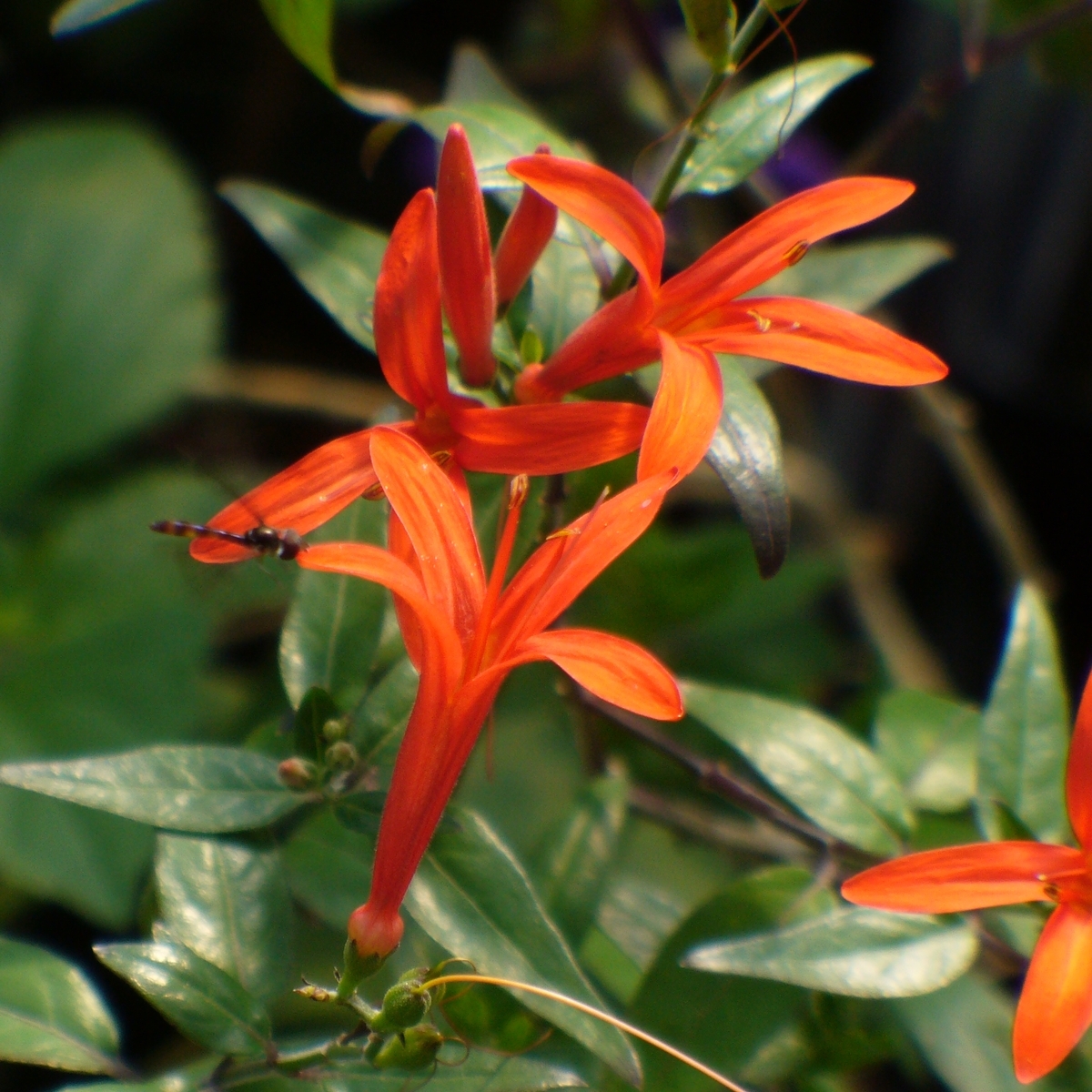 Flame Red Hummingbird Bush, Flame Acanthus, Wright's Desert Honeysuckle ...