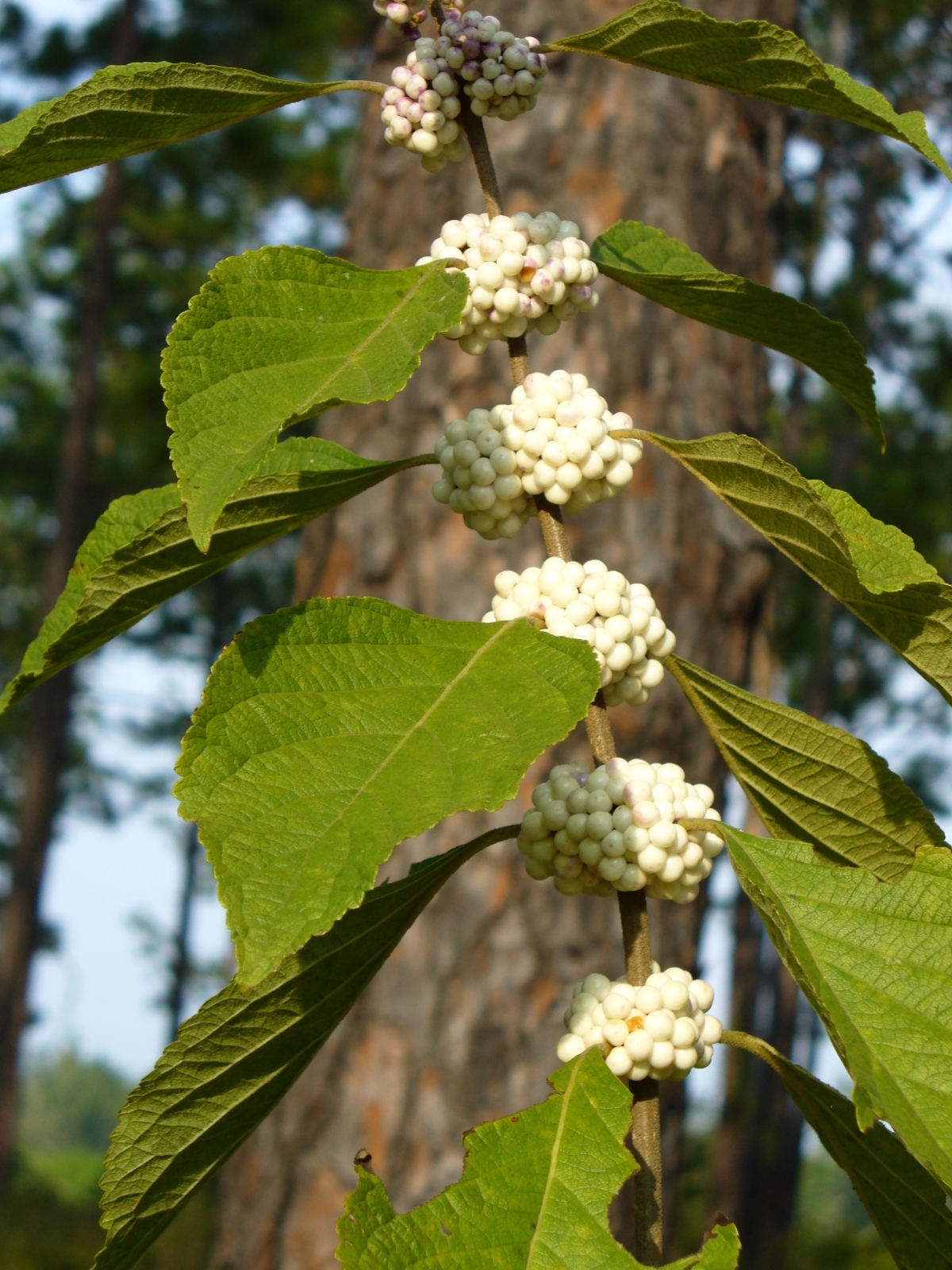 White Fruited American Beautyberry, French Mulberry, Wild Goose's Berry ...