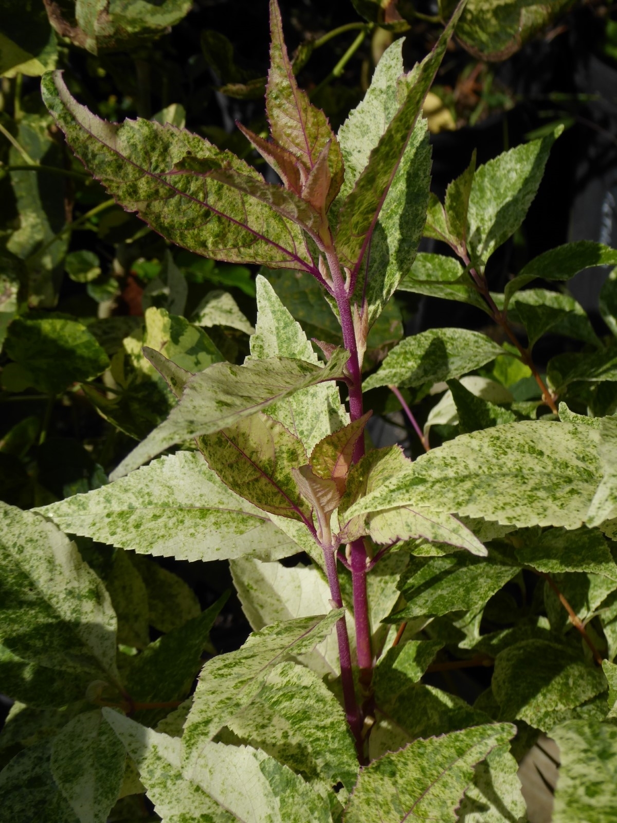 Wine Spritzer Variegated Japanese Beautyberry, Japanese Mulberry ...