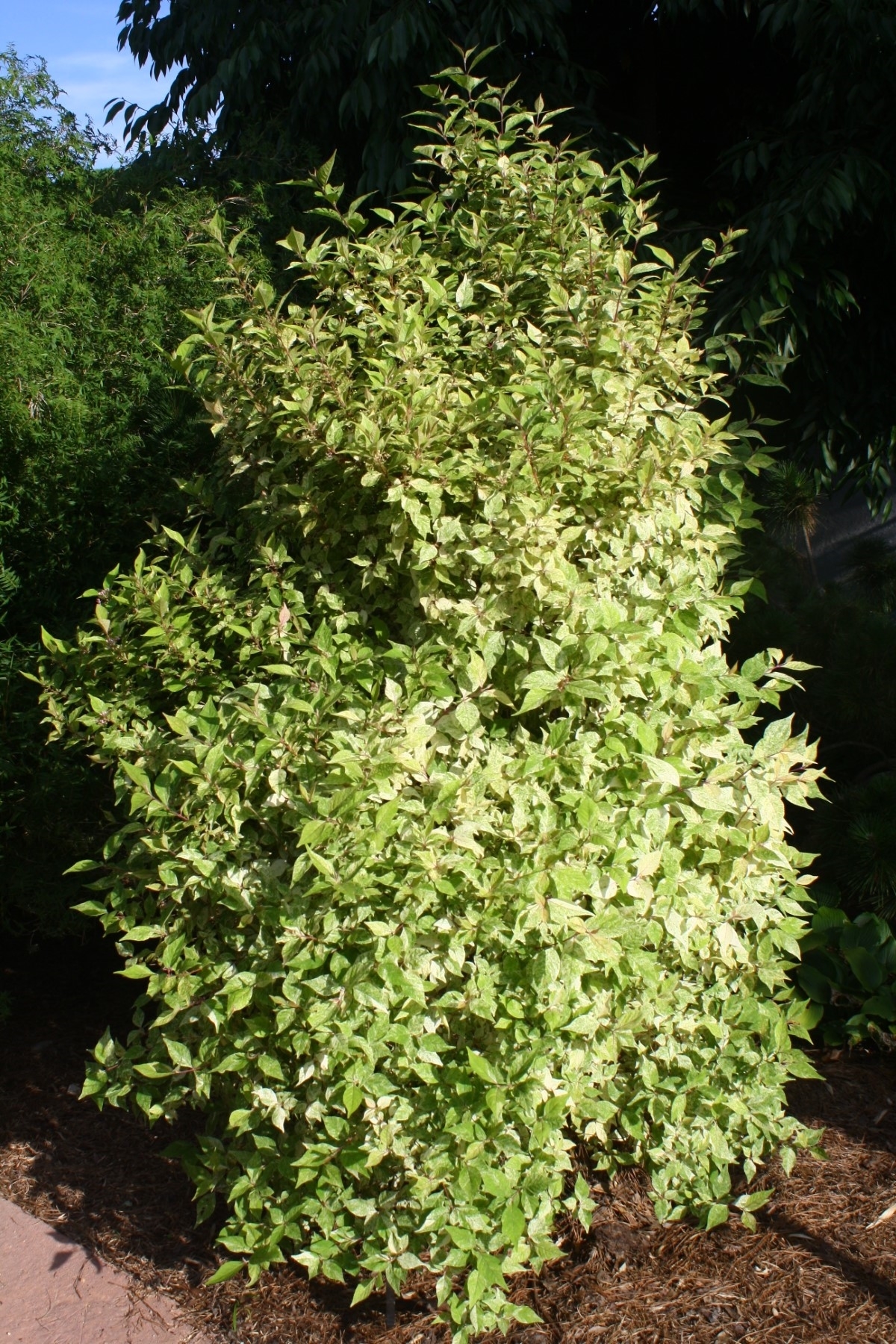 Wine Spritzer Variegated Japanese Beautyberry, Japanese Mulberry ...