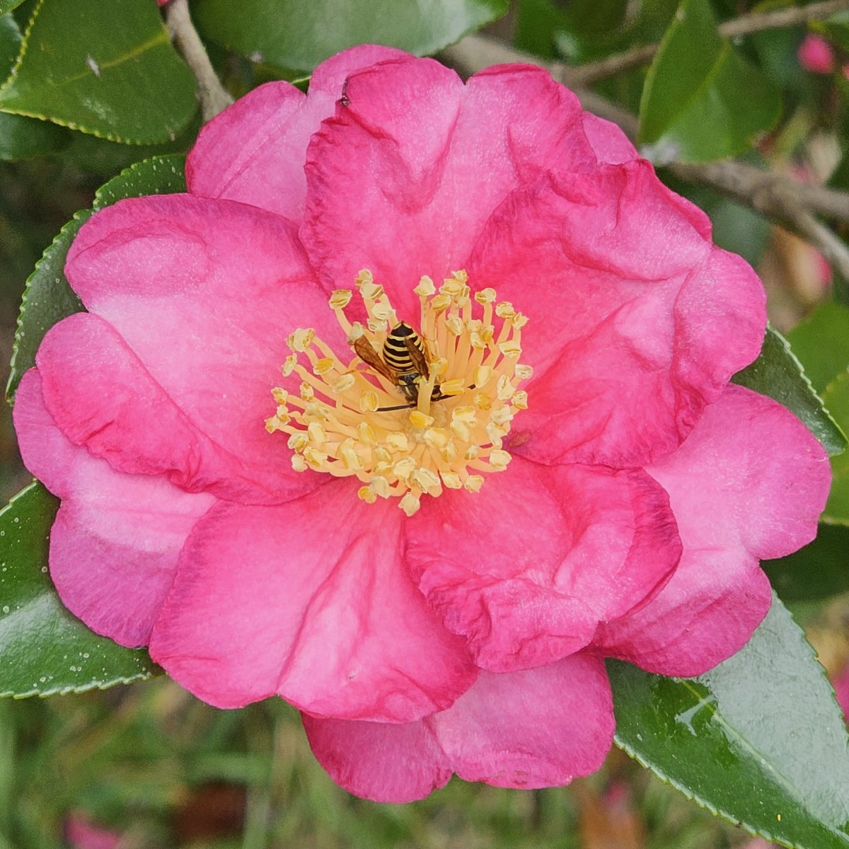 Shi-Shi Gashira Sasanqua Camellia, Beni Kan Tsubaki Sasanqua Camellia ...
