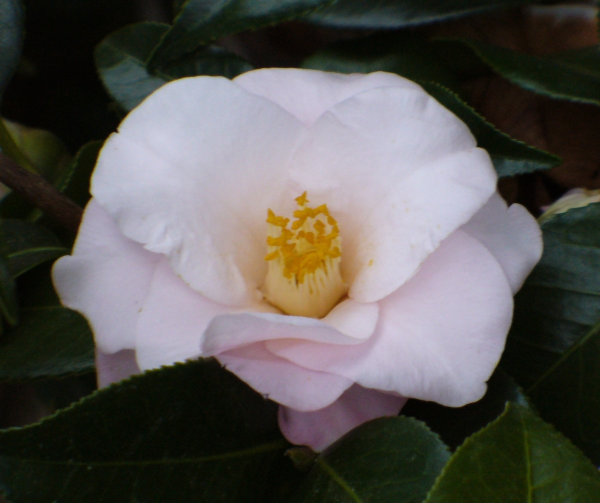 Magnoliaeflora Camellia, Hagoromo Camellia, Magnolia Camellia - Shade ...