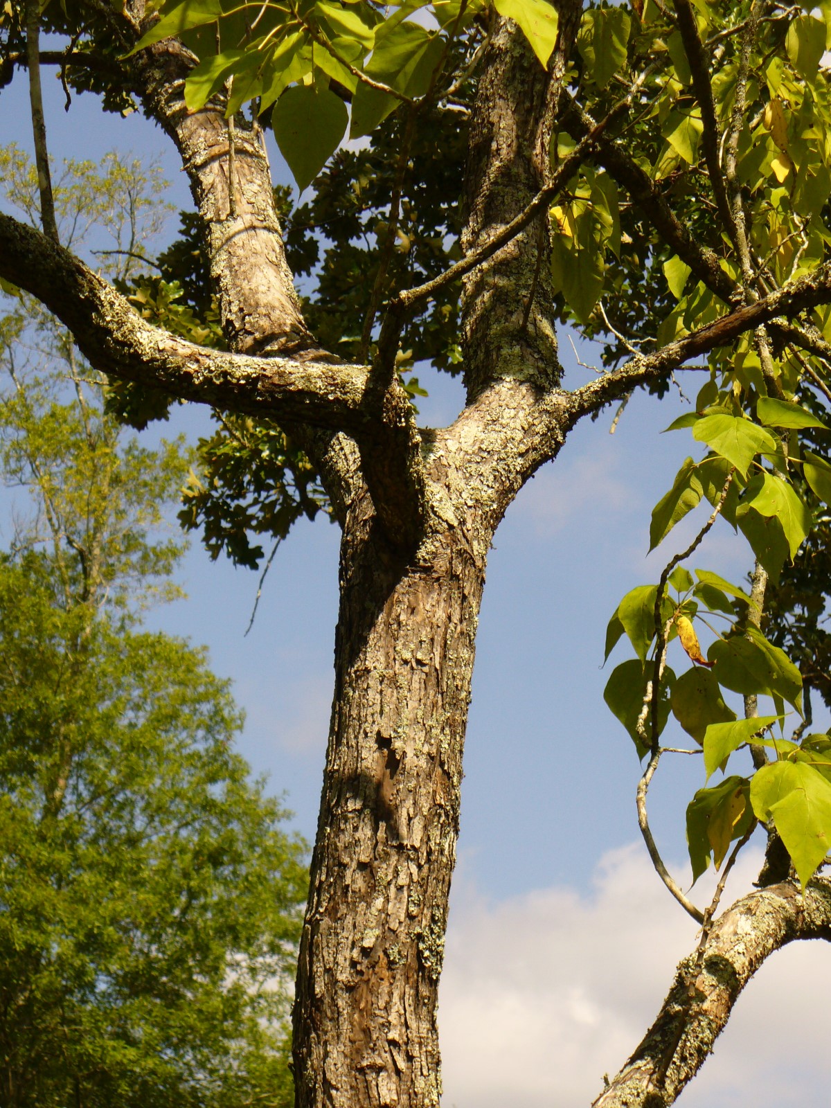 Southern Catalpa, Indian Bean Tree, Cigar Tree - Fragrant Plants ...