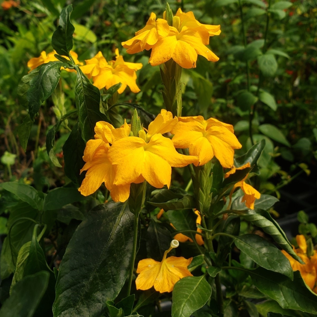 Florida Summer Firecracker Flower, Yellow Crossandra - Perennials - All ...