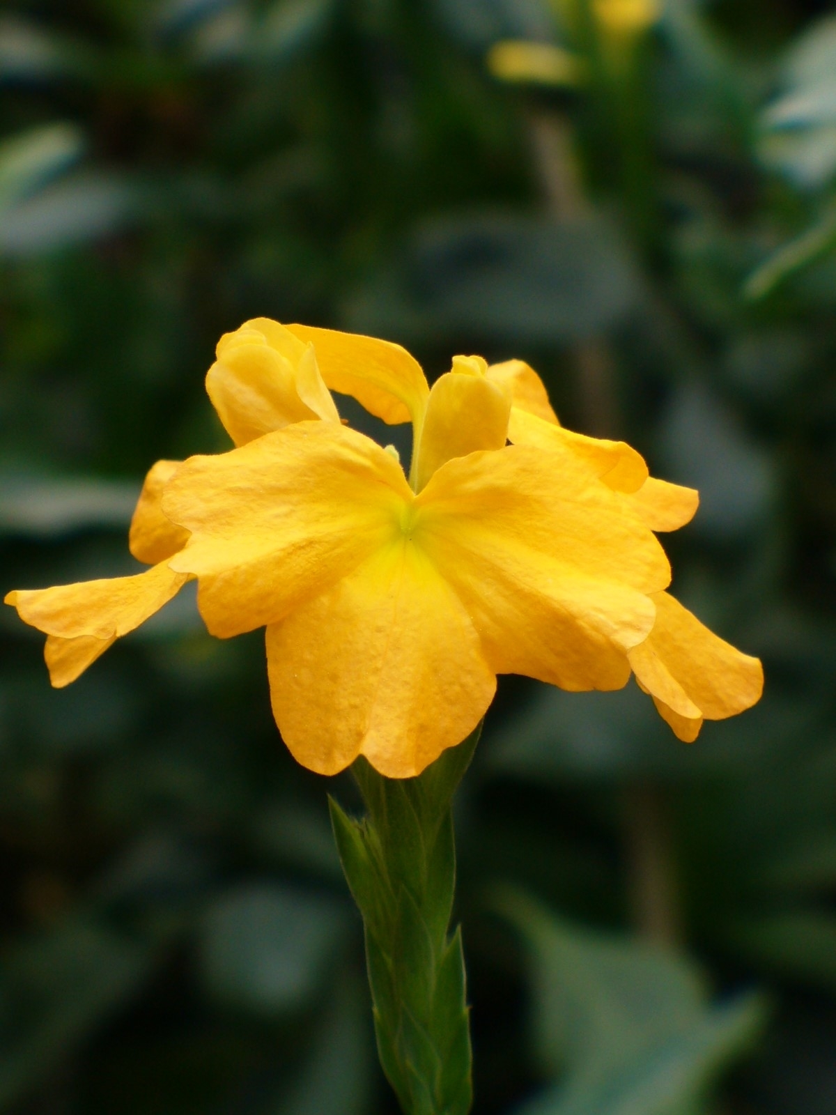 Florida Summer Firecracker Flower, Yellow Crossandra - Perennials - All ...