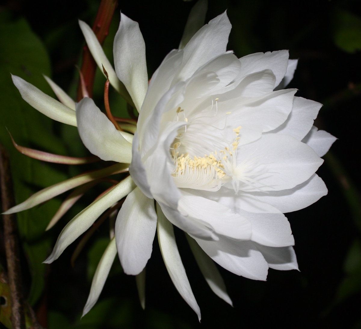 Night Blooming Cereus, Queen of the Night, Orchid Cactus, Epiphyllum ...