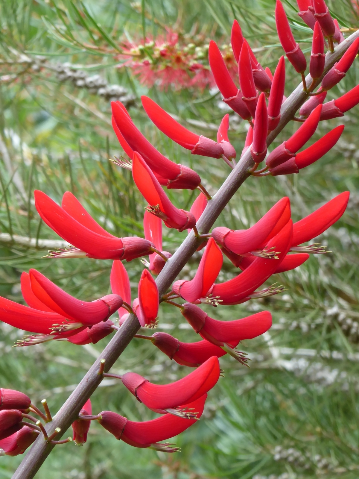 Bidwill's Coral Tree, Fireman's Cap - Hummingbird Plants - Almost Eden