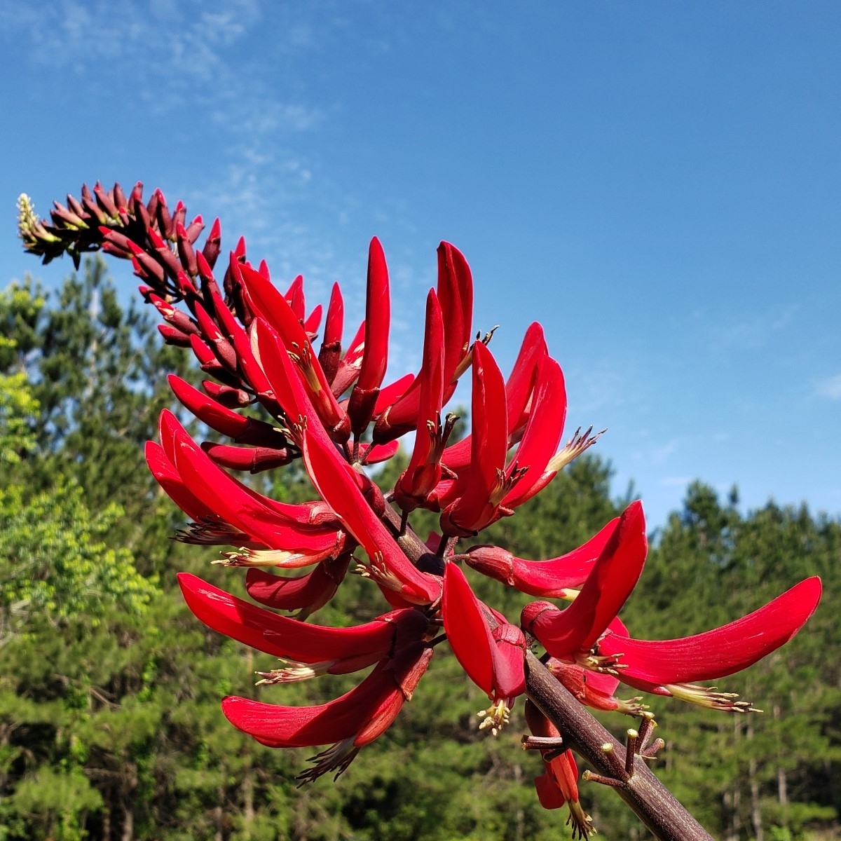 Bidwill's Coral Tree, Fireman's Cap - Hummingbird Plants - Almost Eden