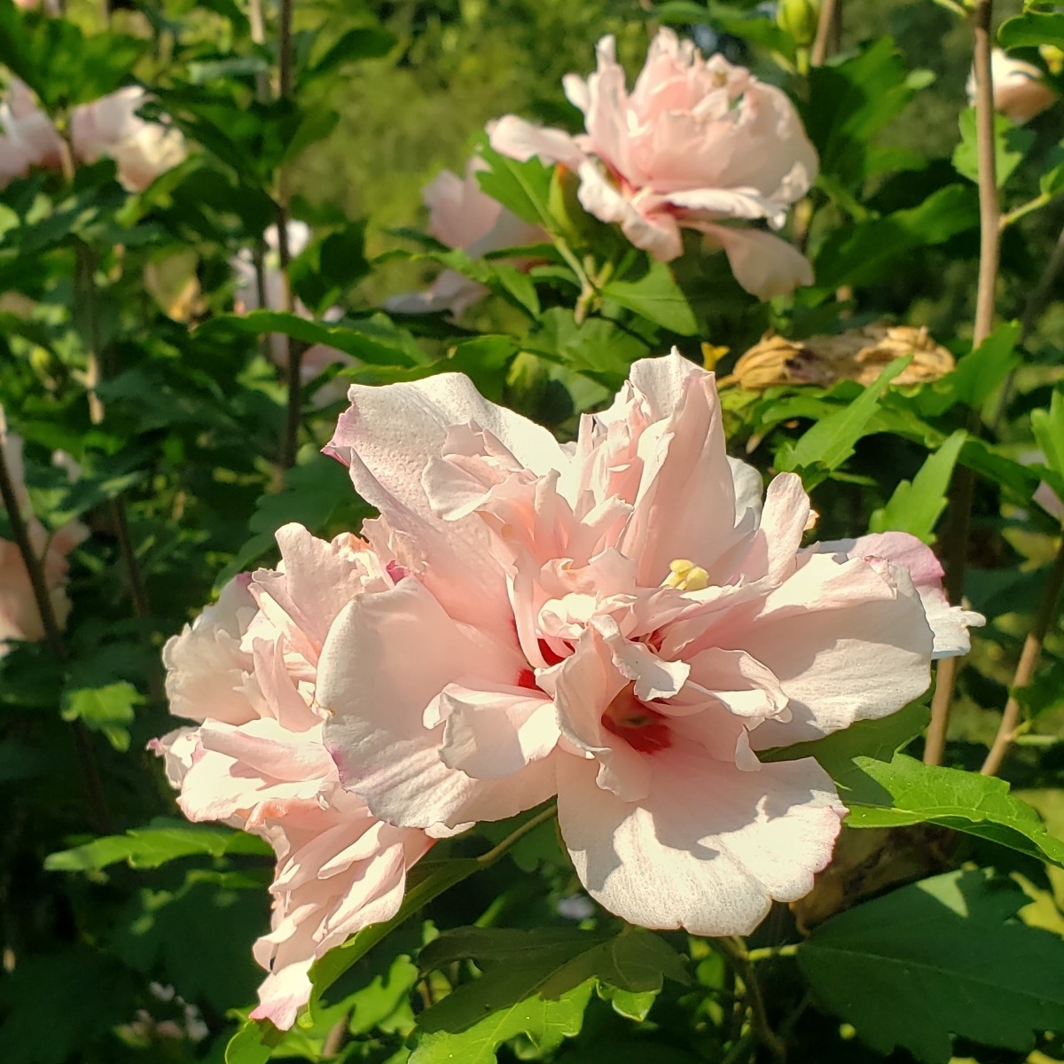 Jimmy's Double Pink Althea, Blushing Bride Rose of Sharon - Butterfly ...