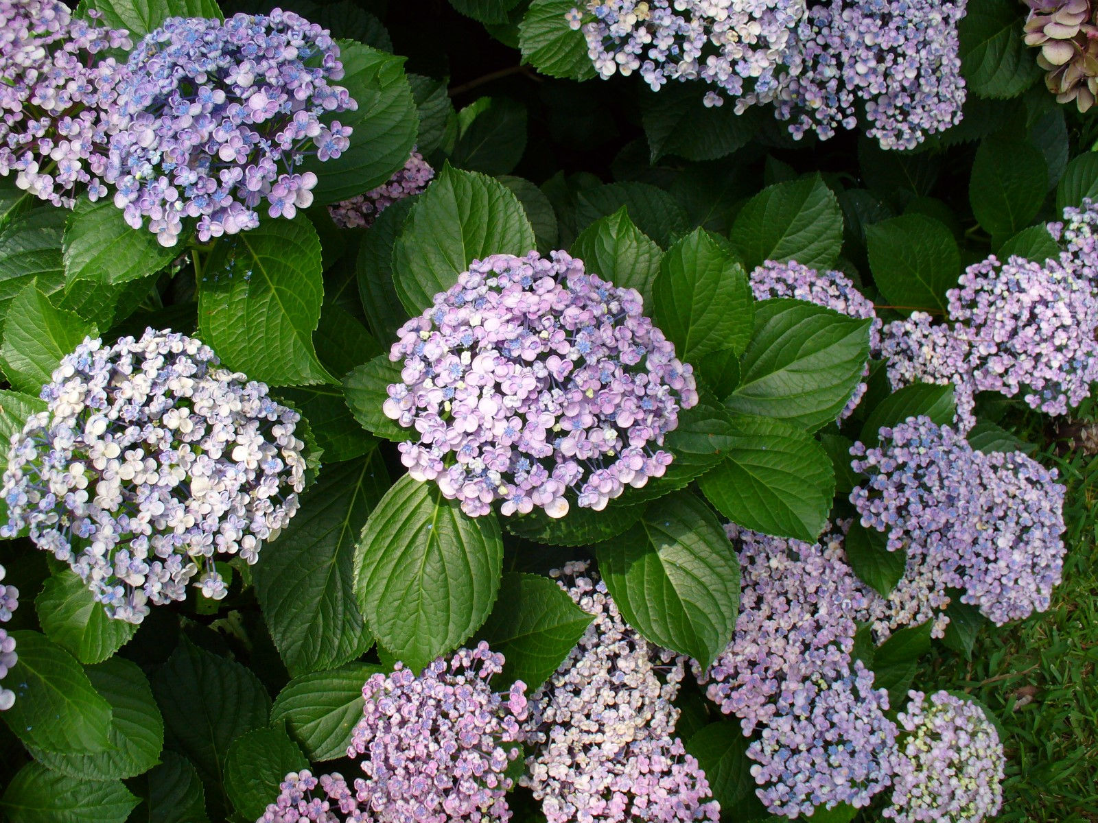 Ayesha Big Leaf Hydrangea, Silver Slipper Hydrangea, Uzu Ajisai ...