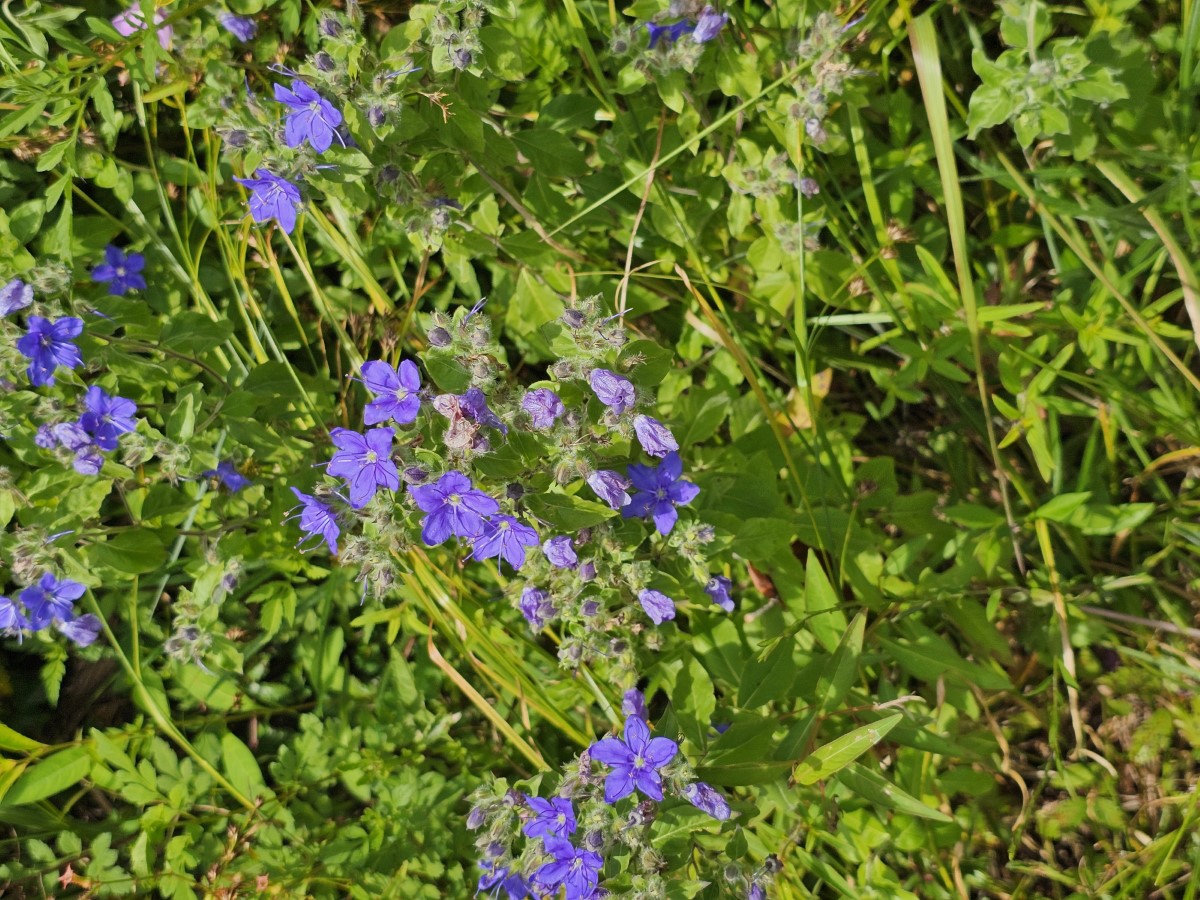 Blue Waterleaf, Ovate False Fiddeleaf, Hairy Hydrolea - 2026 New Plants ...