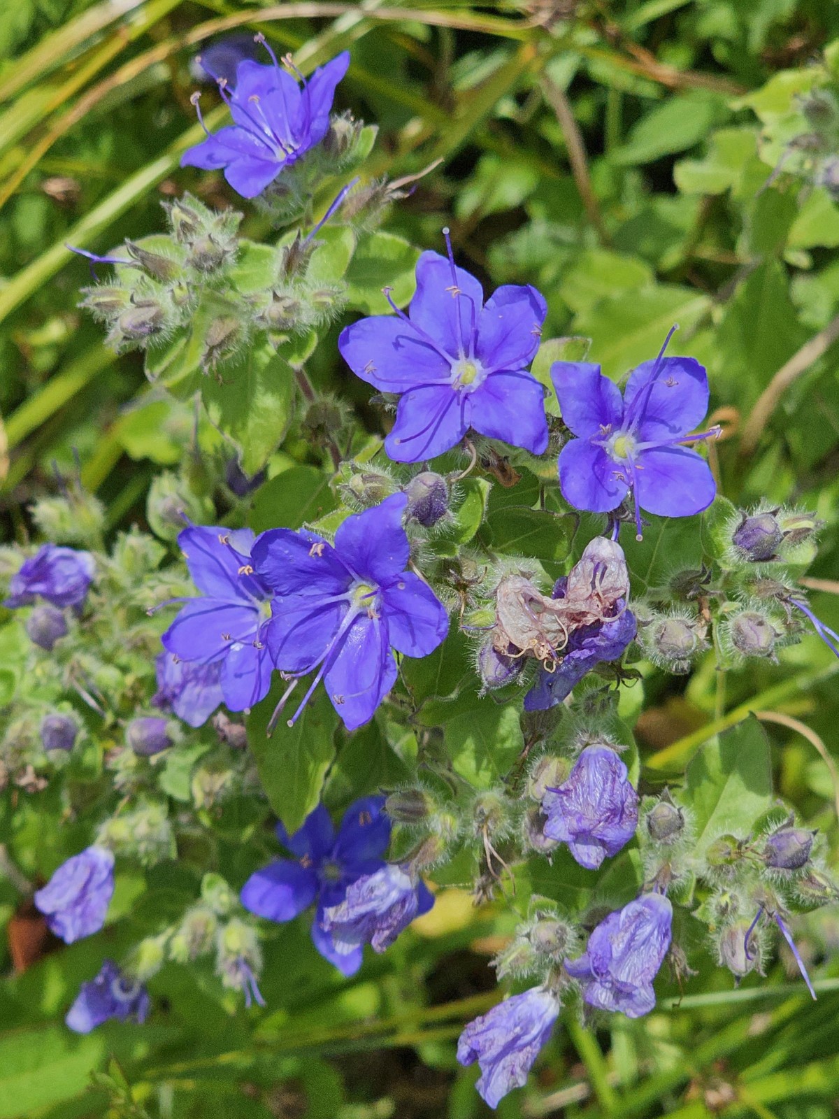 Blue Waterleaf, Ovate False Fiddeleaf, Hairy Hydrolea - 2026 New Plants ...