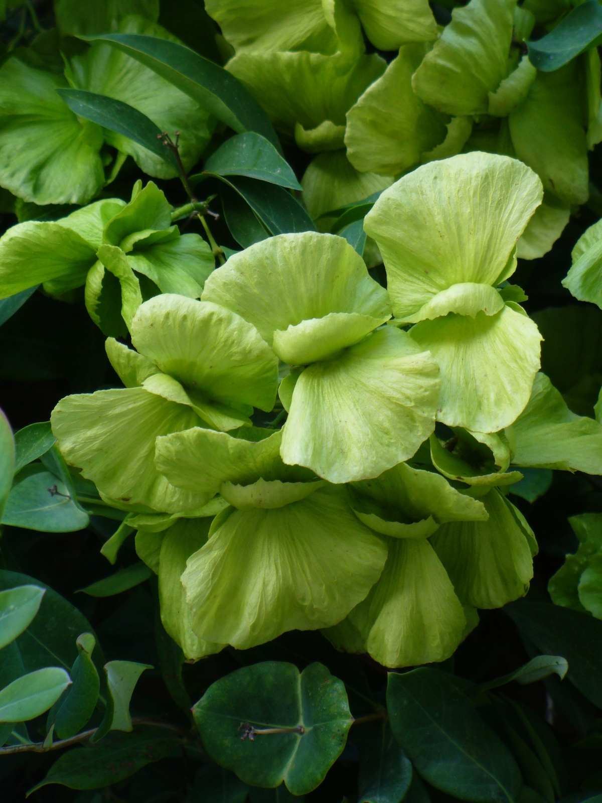Yellow Butterfly Vine, Yellow Orchid Vine, Mascagnia, Butterfly Pea ...