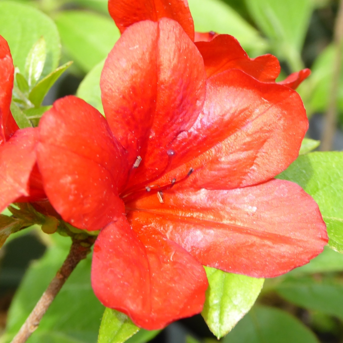 Midnight Flare Azalea - Shrubs & Trees - All - Almost Eden