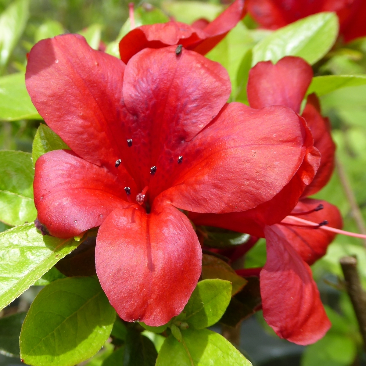 Midnight Flare Azalea - Shrubs & Trees - All - Almost Eden