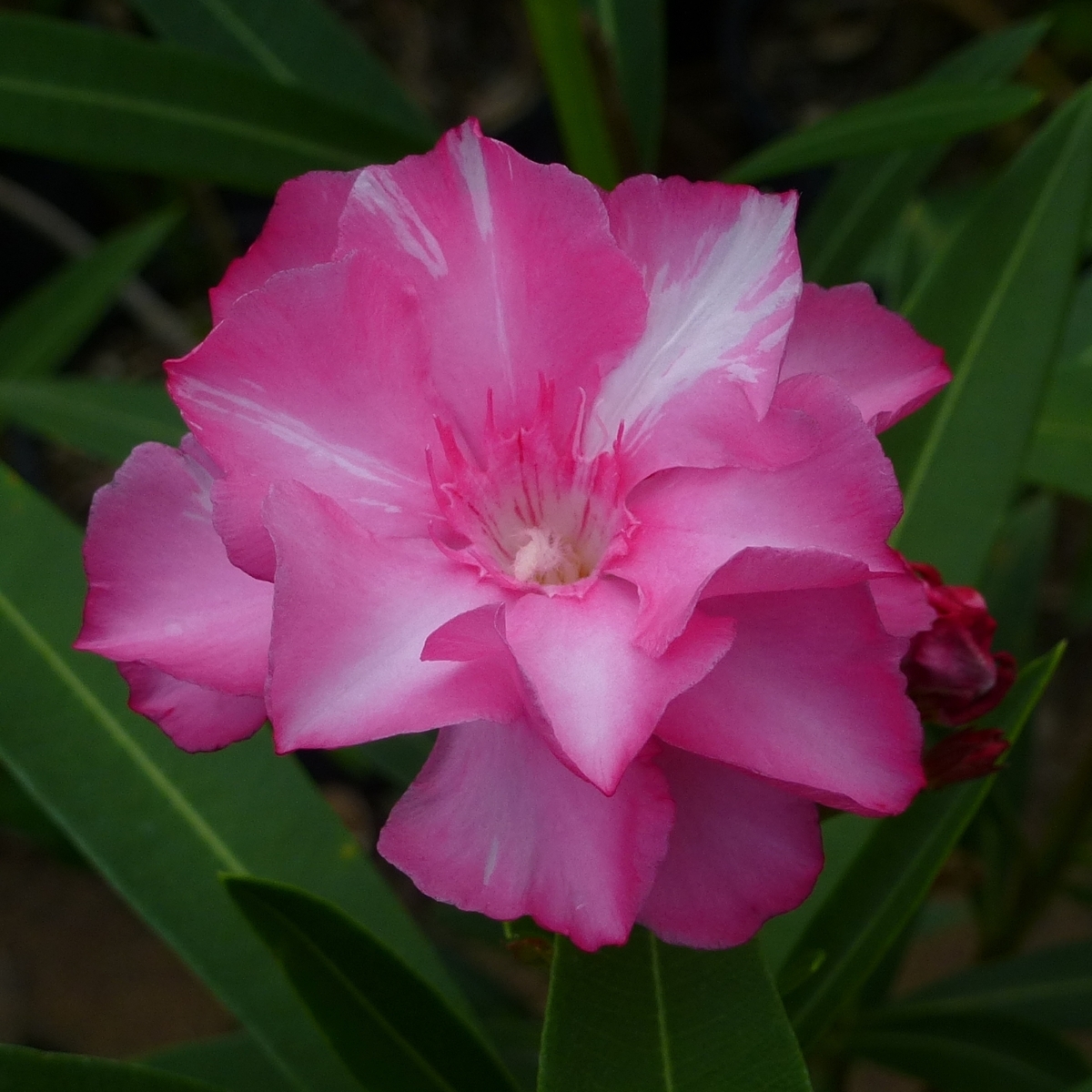 Splendens Double Pink Oleander, Mrs. Isadore Dyer Oleander - Shrubs ...