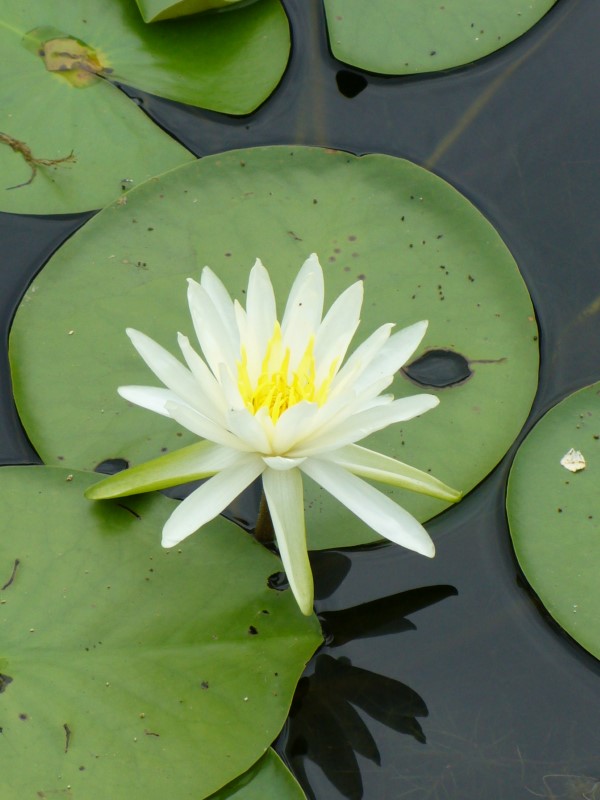 American White Waterlily, Fragrant White Waterlily, Beaver Root, Sweet ...