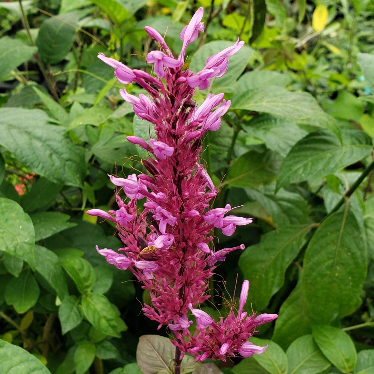 Purple Firespike, Purple Flame - Hummingbird Plants - Almost Eden