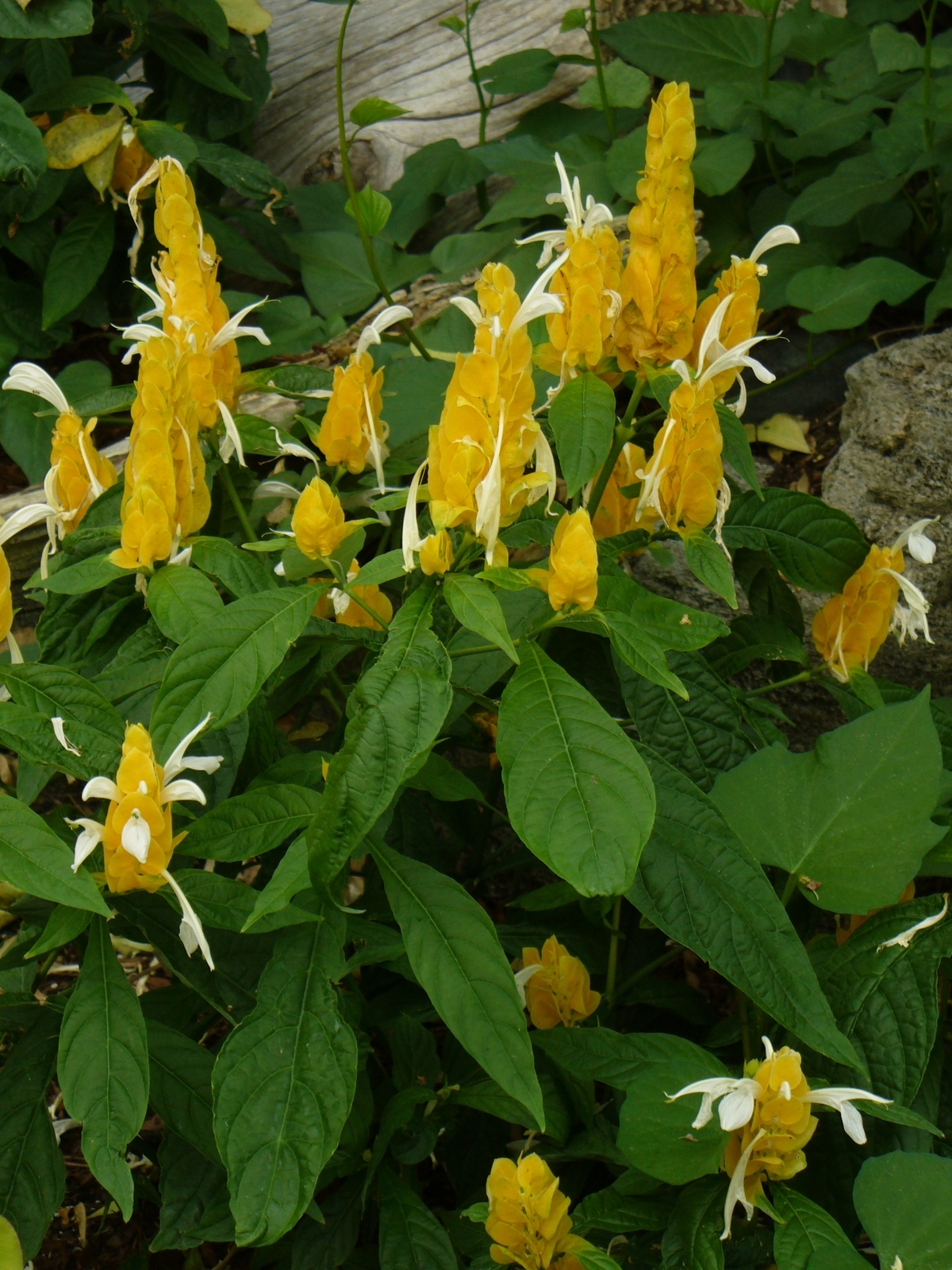 Yellow Shrimp Plant, Golden Shrimp Plant, Lollipop Plant - Shade ...