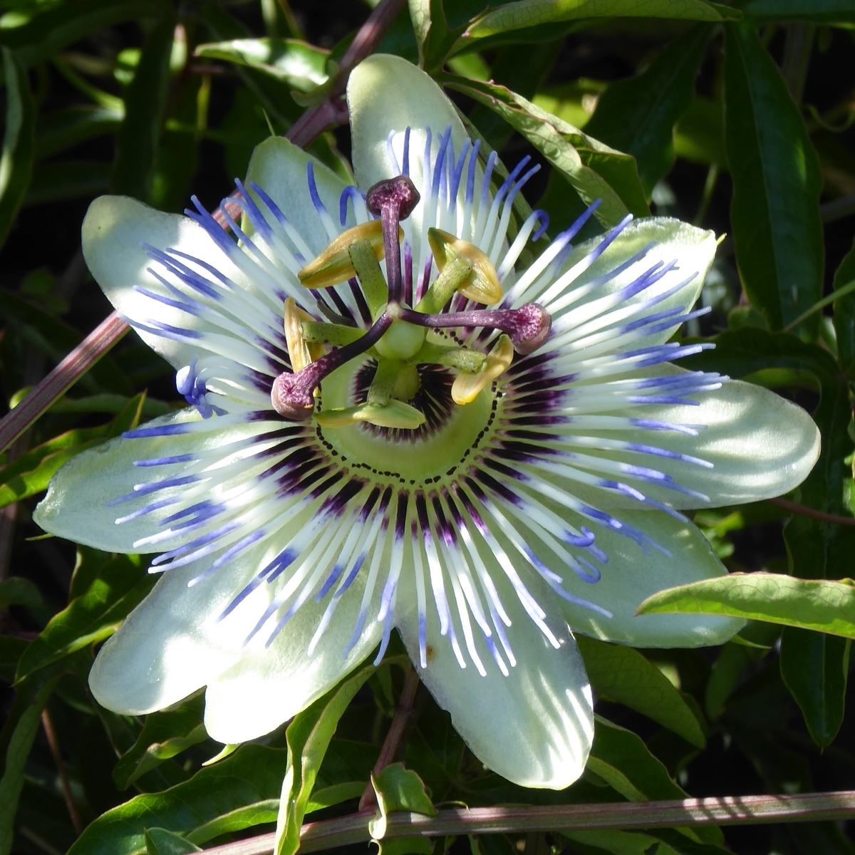 Bahama Blue Passion Flower, Passion Vine - Butterfly Plants - Almost Eden