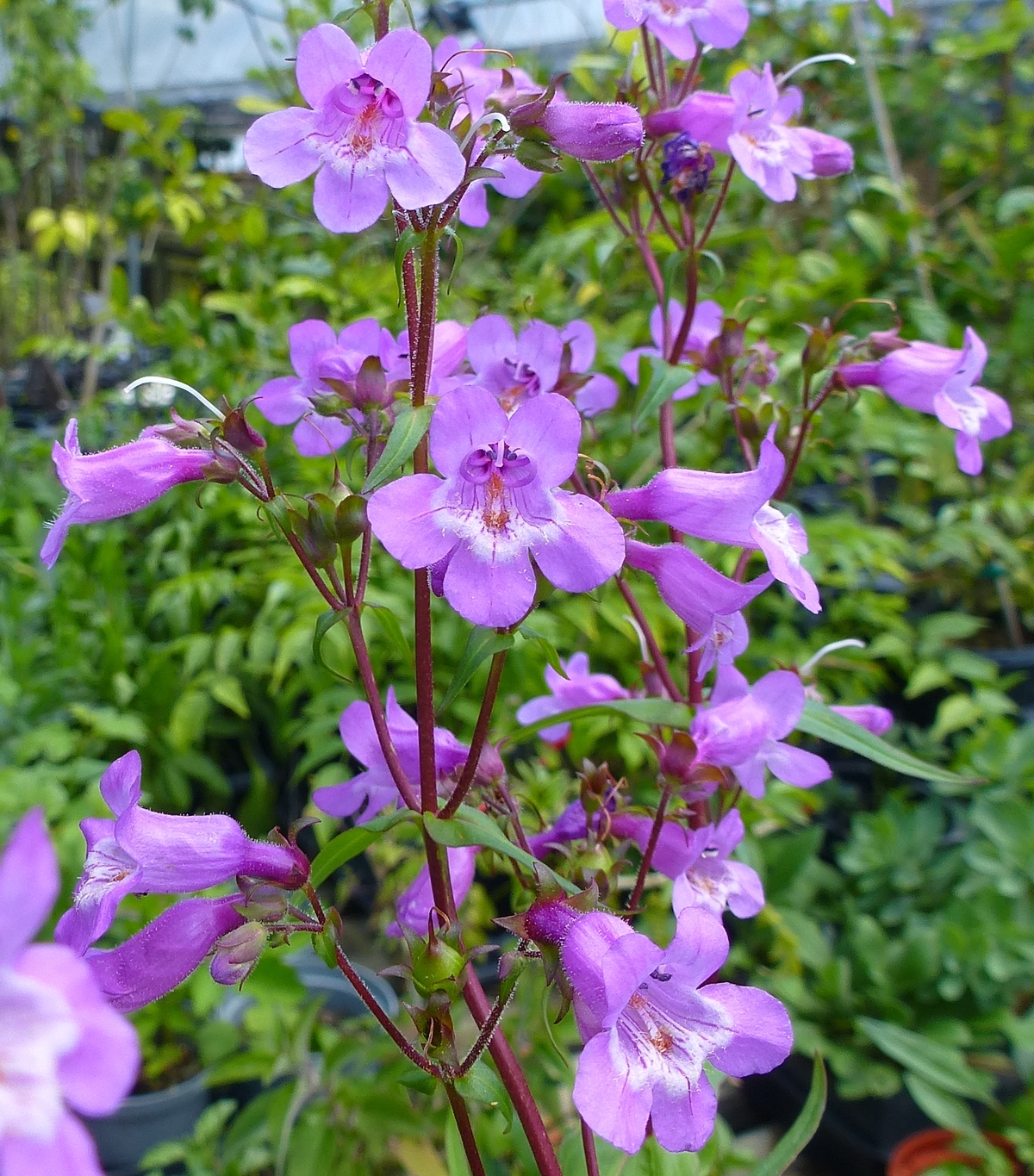 Gulf Coast Penstemon, Brazos Penstemon, Sharp-Sepal Beardtongue ...