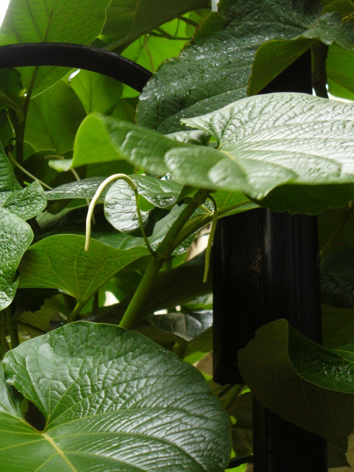 Rootbeer Tree, Hoja Santa, Mexican Pepperleaf, Yerba Santa, Sacred ...