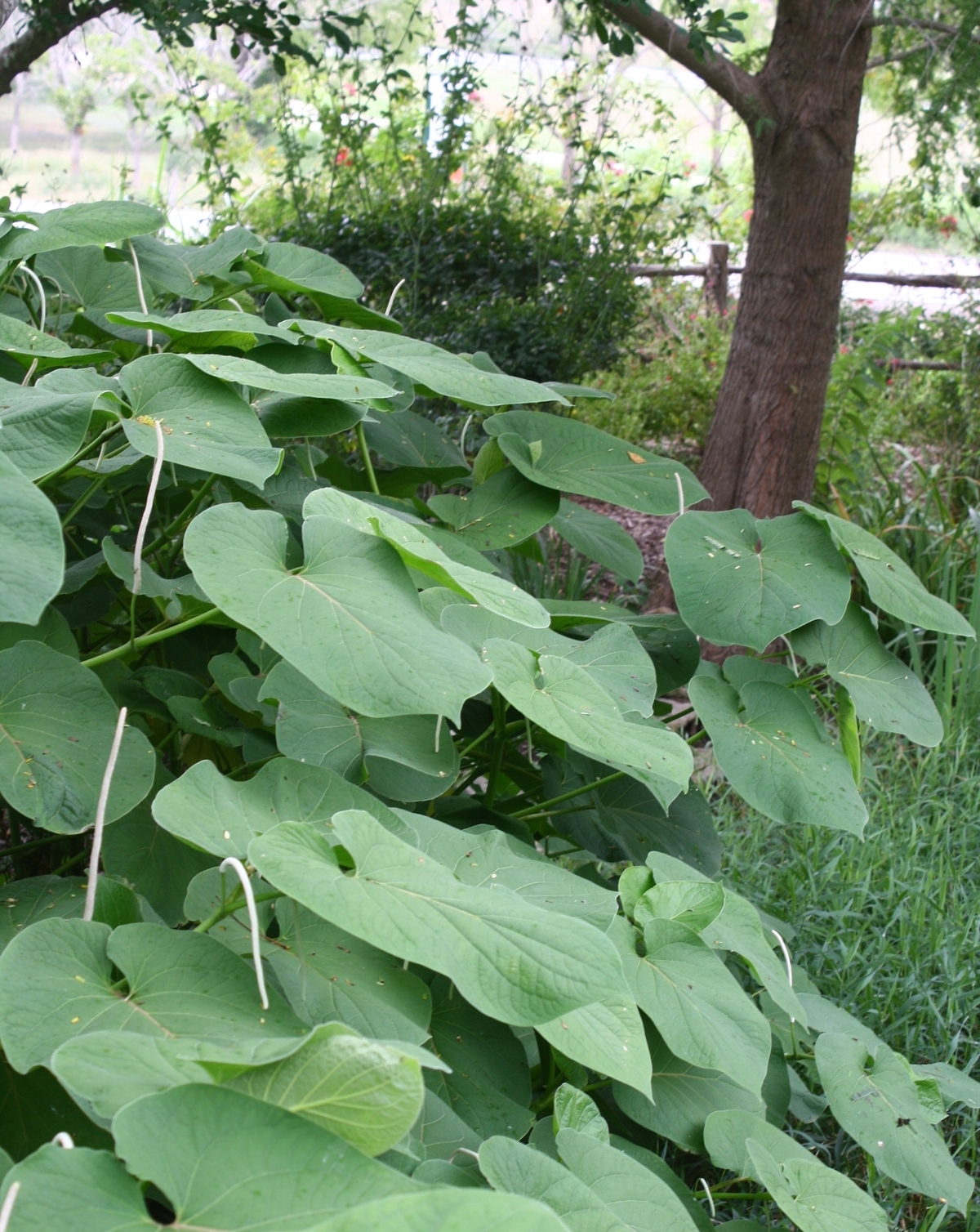 Rootbeer Tree, Hoja Santa, Mexican Pepperleaf, Yerba Santa, Sacred ...