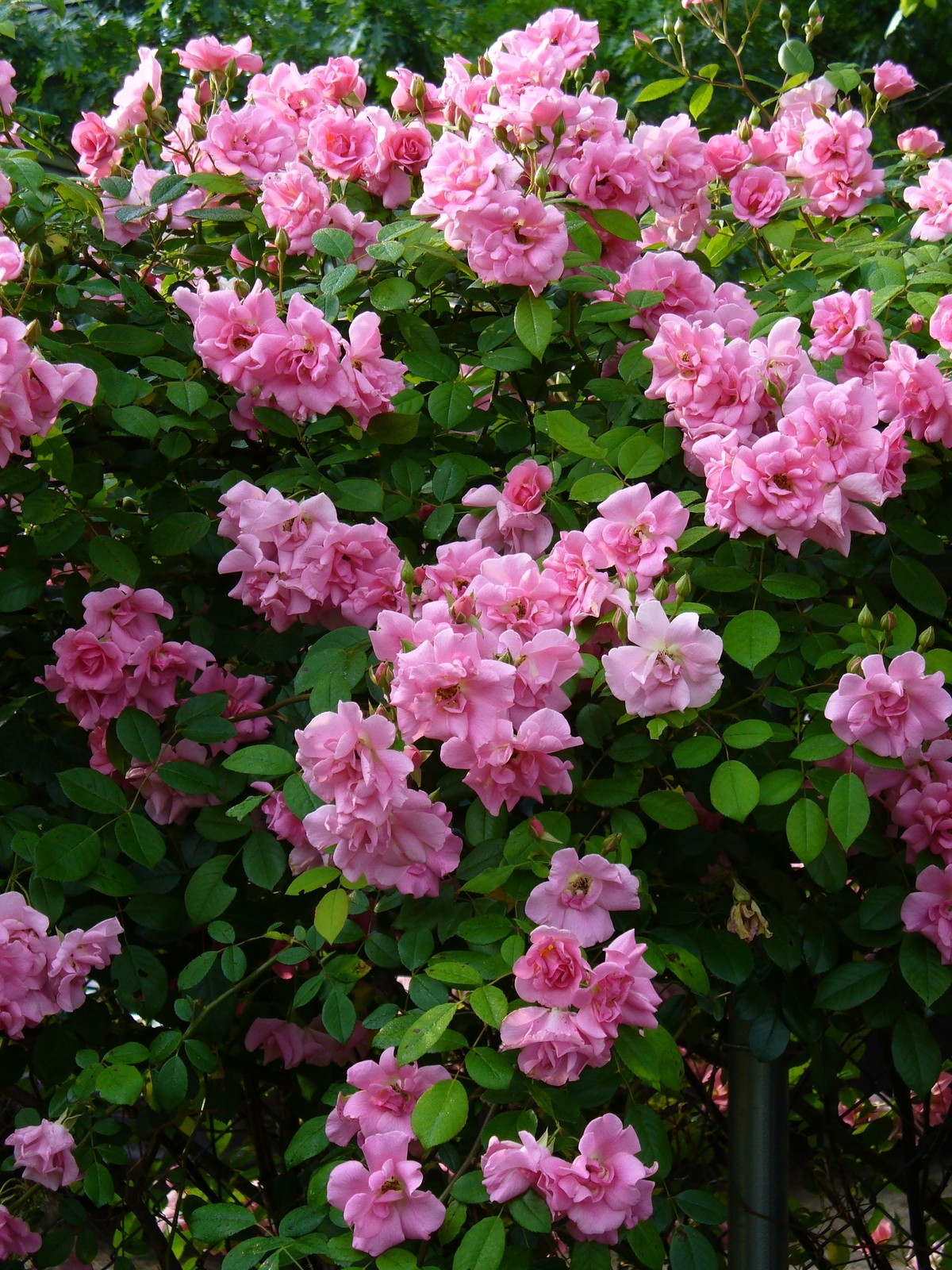Climbing Pinkie Rose - Vines and Vine-like Plants - Almost Eden
