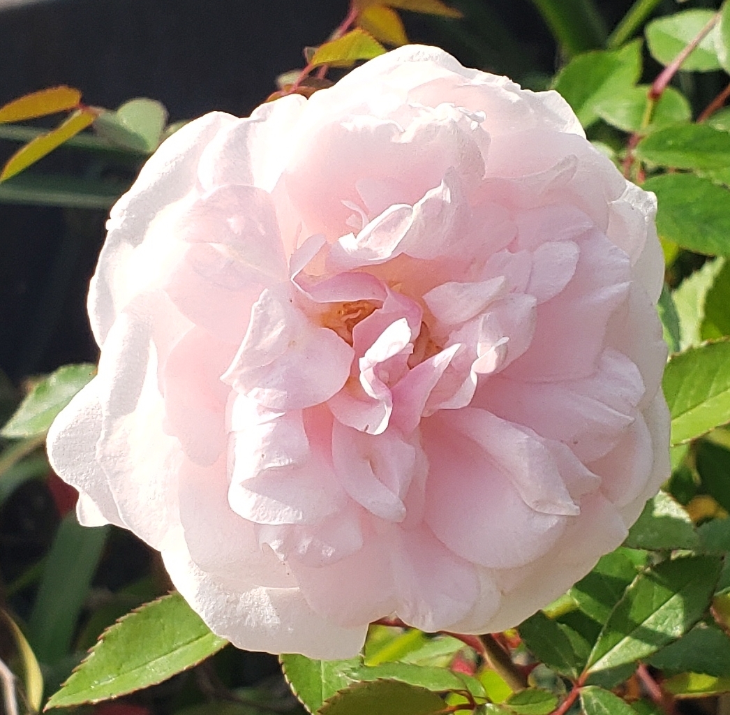Cècile Brünner Rose, Mme. Cècile Brünner, The Sweetheart Rose - Shrubs ...