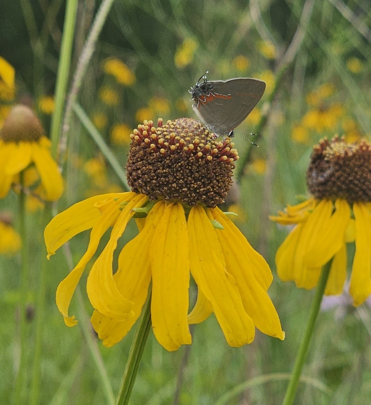 Large-Flower Coneflower, Tall Coneflower, Rough Coneflower, Black-Eyed ...