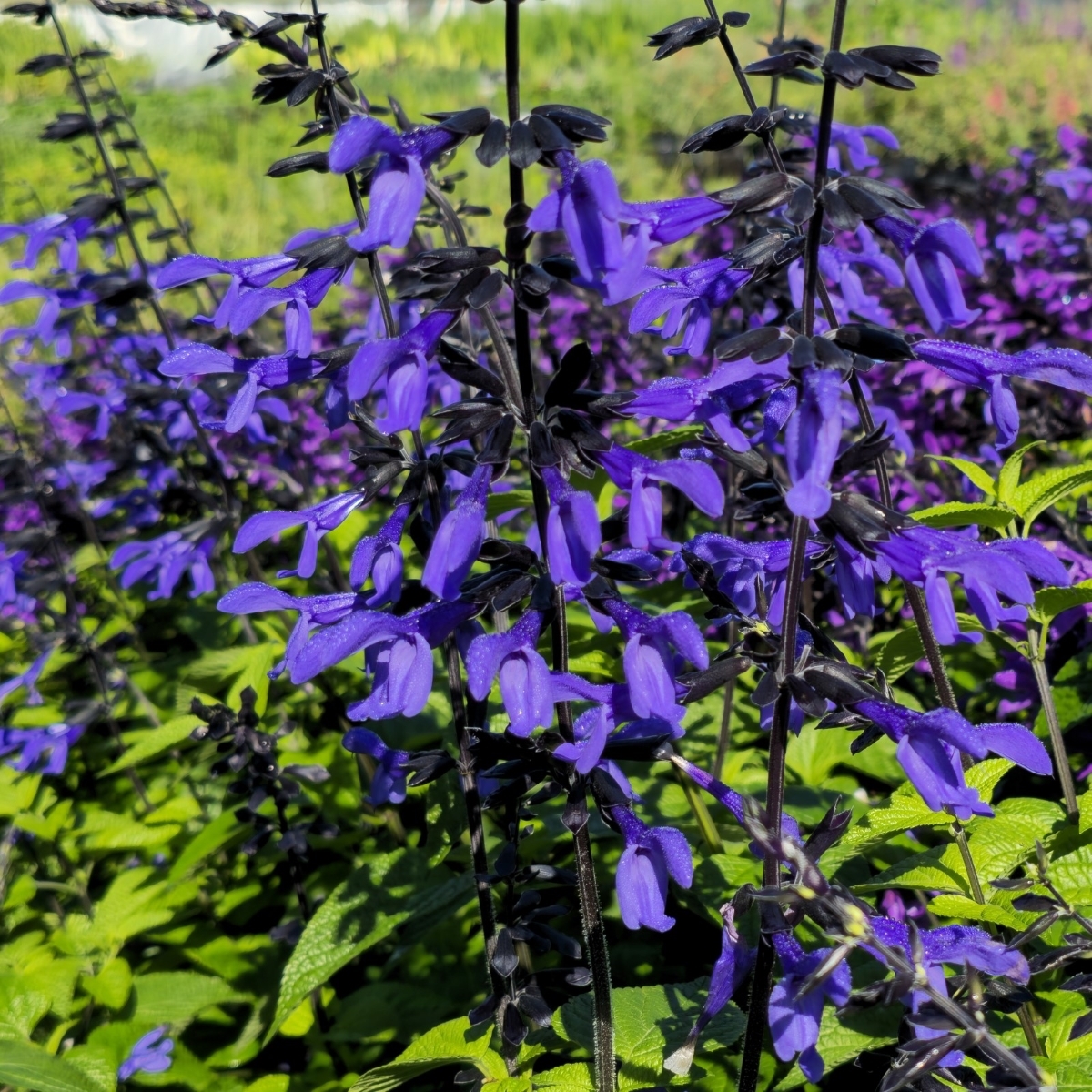 Black And Bloom Salvia