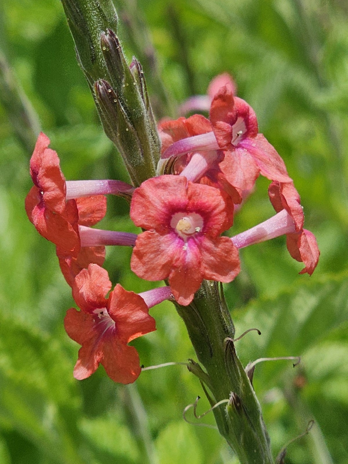 Aerial Elixirs Rowdy Rufous Porterweed - Red Flowers or Flower Parts ...