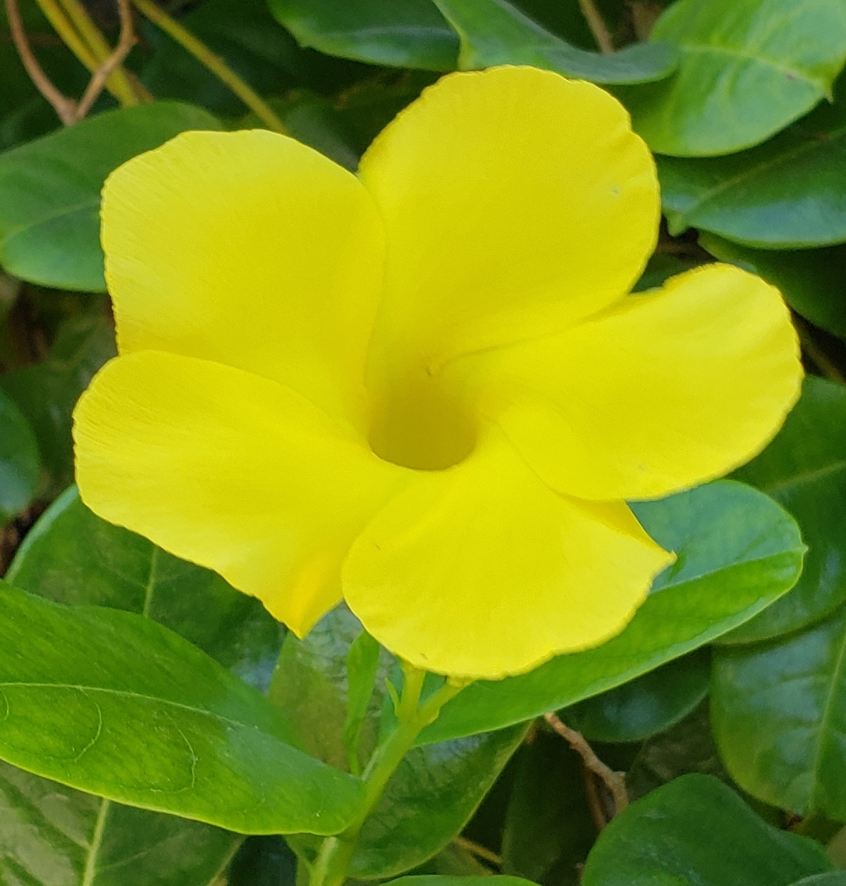 Yellow Mandevilla, Hammock Viper's Tail, Wild Allamanda, Yellow ...