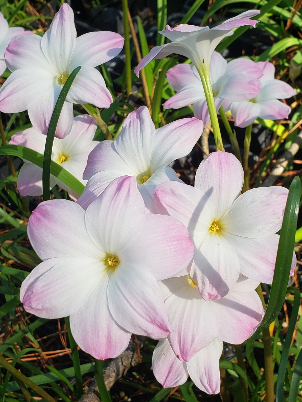 Lily Pies Rainlily - Pink Flowers or Flower Parts - Almost Eden
